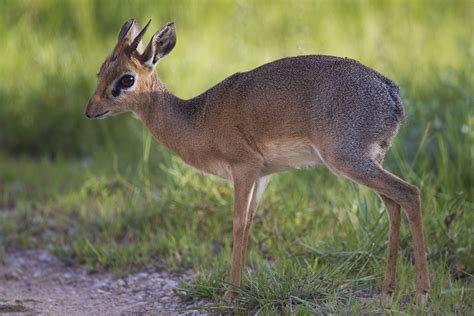The Adorable Dik Dik A Small Antelope From Africa Dik Dik Antelope