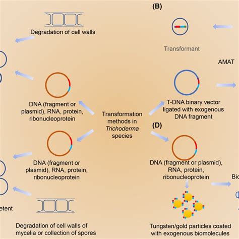 Schematic Diagrams Of Classical Transformation Strategies In