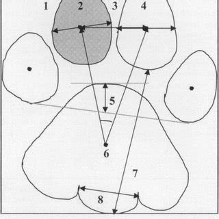 Nine Pugmark Variables Measured From Pugmark Area Of Toe Download Scientific