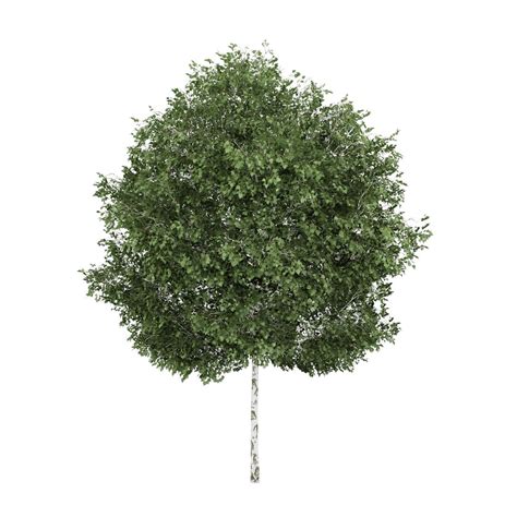 Cgaxis Models Volume 34 Trees Iv Vray 3d Model 129 Unknown Max Free3d