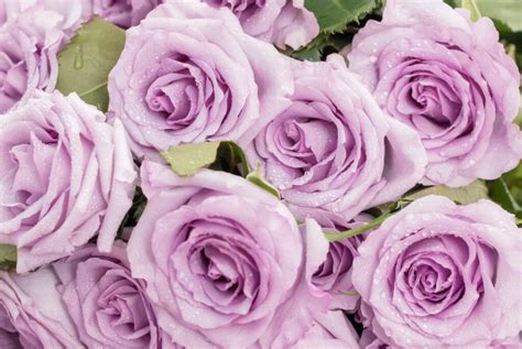Light Purple Roses Meaning