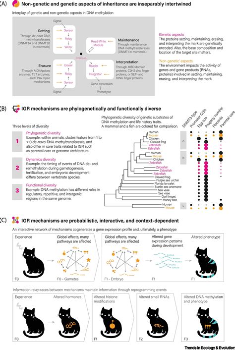 Understanding Non Genetic Inheritance Insights From Molecular Evolutionary Crosstalk Trends