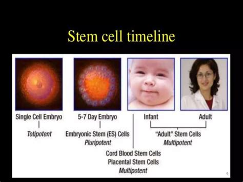 Stem Cells Biotechnology Pptx