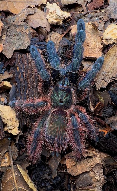 Psalmopoeus Victori Mexican Half And Half Darth Maul Tarantula For