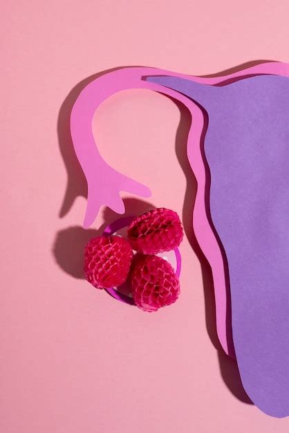 Free Photo Reproductive System On Pink Background