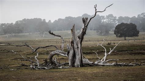 40000 Free Dead Tree And Nature Images Pixabay