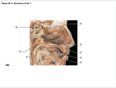 Structures Of Upper Respiratory Tract Diagram Quizlet