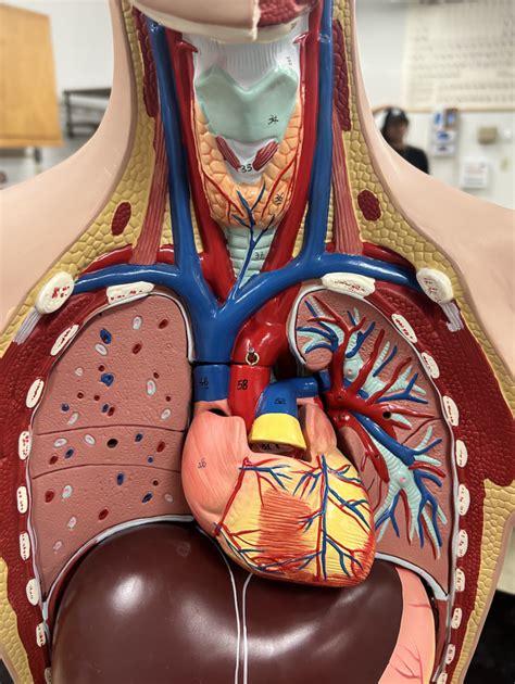 aandp torso heart model diagram quizlet