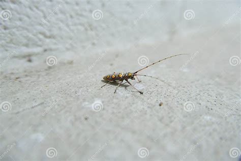 A Close Up Shot From The Side Of A Small Insect With Long Antennae