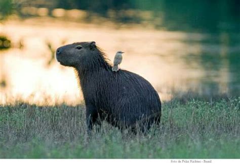 Capivara And Bird In Pantanal Capybara Riding Bird Capybara Riding