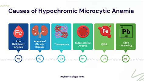 Microcytic Anemia Causes Of Hypochromia And Microcytosis