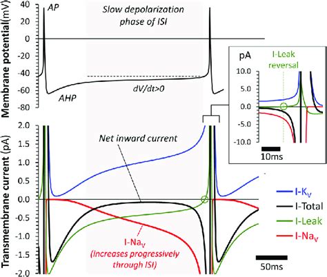 Ionic Currents Underlying Pacemaker Activity In A Computational Model