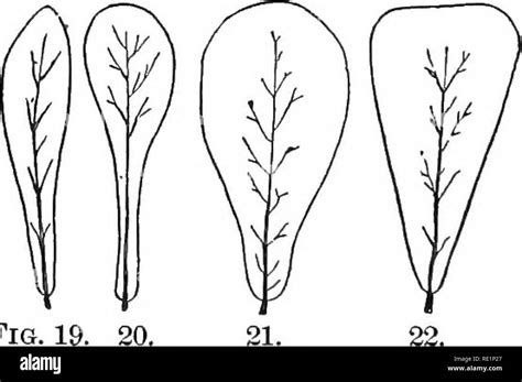 A Text Book Of Elementary Botany Botany Fig 18 Fig 19 20