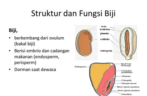 25 Ide Terbaru Struktur Biji Dikotil Dan Monokotil