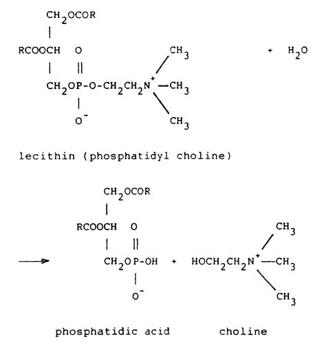 Lecithin Hydrolysis At Ben Gruner Blog