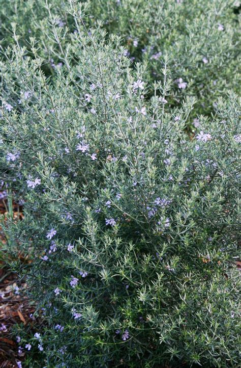 Coastal Rosemary Westringia Fruticosa ‘jervis Gem Native Plant Project