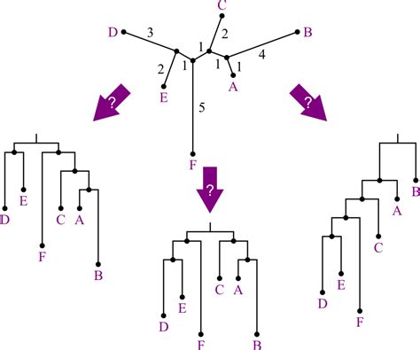 phylogenetic trees