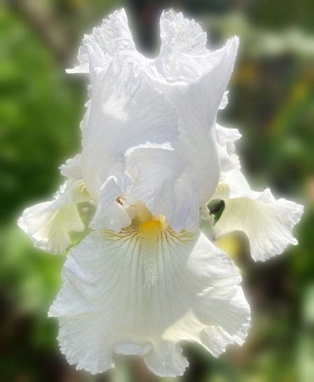 Lacy Snowflake Chestnut Acres Iris Garden