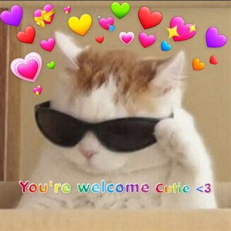 Youre Welcome Cat Meme