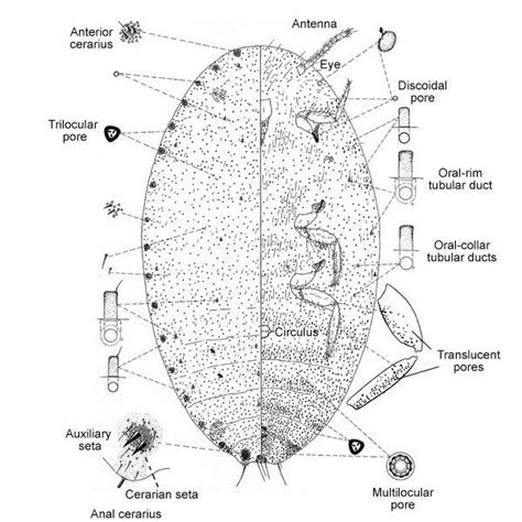 Pseudococcus Viburni Alchetron The Free Social Encyclopedia