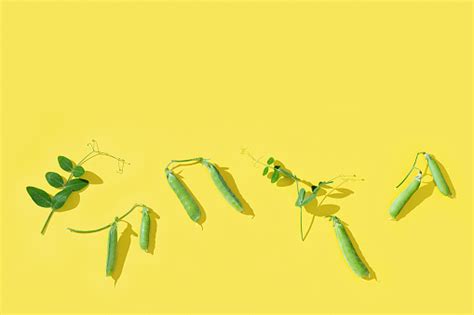 잎 완두콩 건강한 야채 음식 젊은 녹색 싹신선한 달콤한 녹색 완두콩 포드 0명에 대한 스톡 사진 및 기타 이미지 0명 건강한 식생활 귀여운 Istock