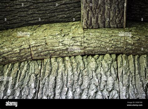 Tree Bark Texture Background Stock Photo Alamy