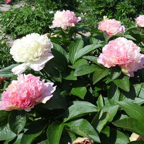 Lois’ Choice – Solaris Farms