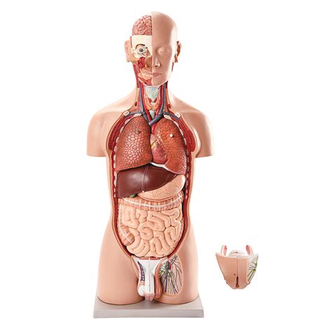 Evotech Scientific Deluxe Dual Sex Detailed Life Size Torso Human Body