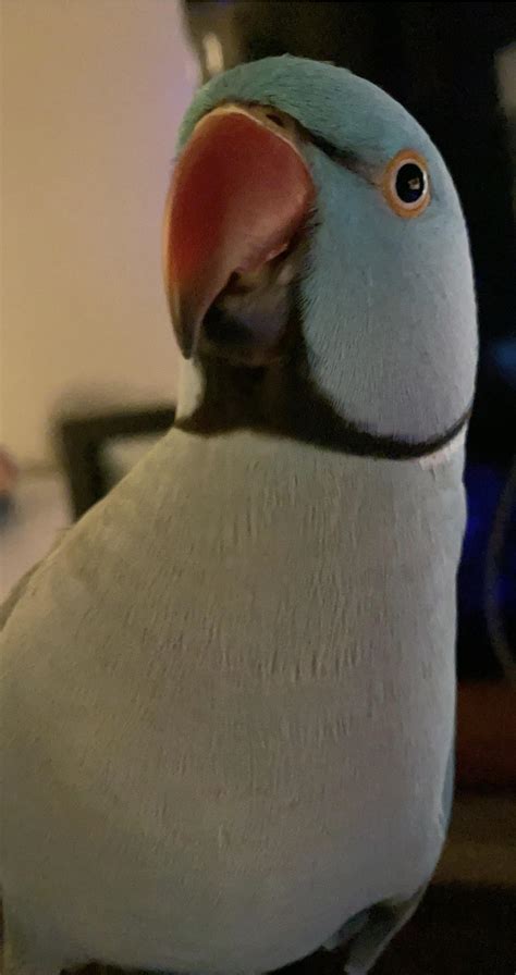 Lulu Youre Pear Shaped R Parrots