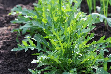 Boostez Votre Récolte De Roquette Avec Ces Techniques Ma Petite