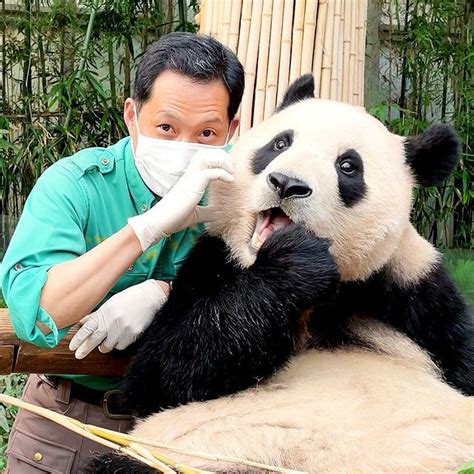 ฟูเป่า แพนด้ายักษ์ที่มีความสุขที่สุด ที่ชาวเน็ตพากันหลงใหลในความน่ารัก