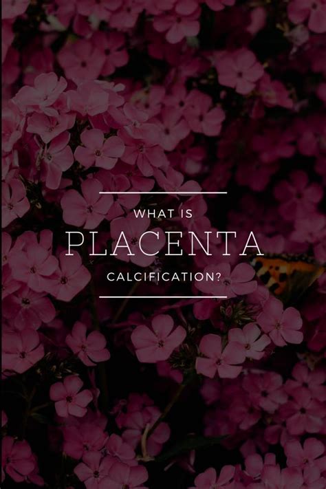 The Placenta Pixie Placenta Calcification Placenta Calcification Is When There Are Deposits Of