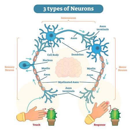 3 Tipos De Neuronas Chefli