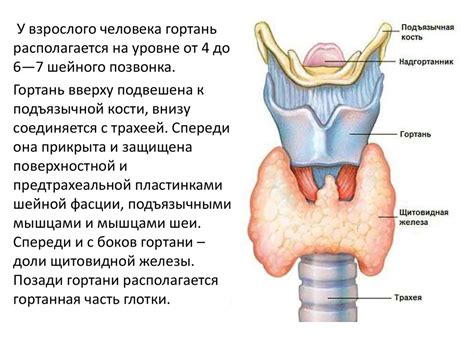 Гортань как орган фонации презентация онлайн