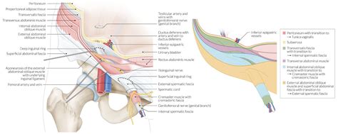 Spermatic Cord Tract