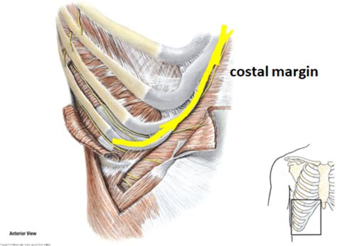 Block 4 Anatomy 1 Thoracic Wall Flashcards Quizlet