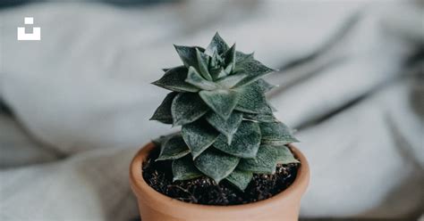 갈색 화분에 심은 녹색 다육 식물 사진 Unsplash의 무료 식물 이미지