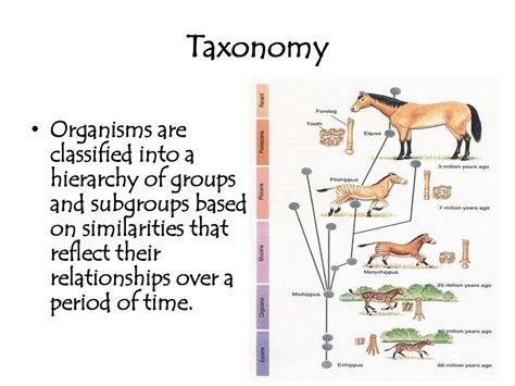 Classification And Taxonomy Ppt Download