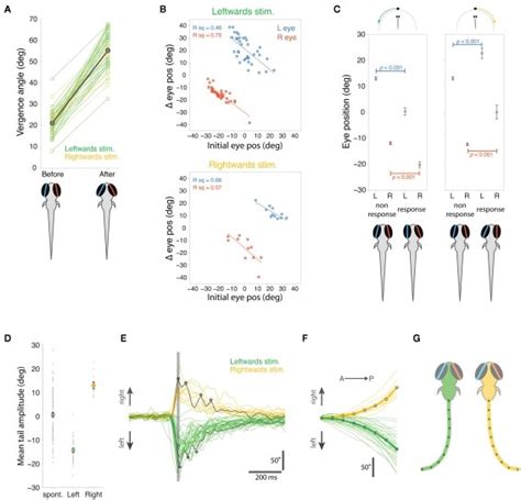 Quantification Of Eye And Tail Responses A Eye Vergence Angle Before Download Scientific