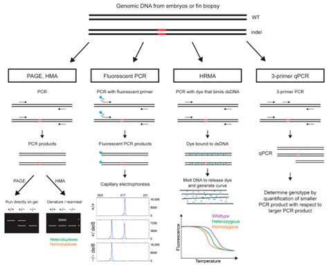 A Comprehensive Review of Indel Detection Methods for Identification of ...