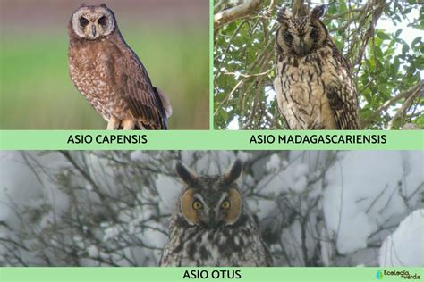 Tipos De Búhos Nombres Y Fotos