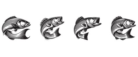 Free Striped Bass Clipart Download Free Striped Bass Clipart Png