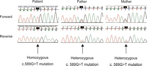 Partial Sequence Chromatograms Of Pcr Products From The Patient And Her Download Scientific