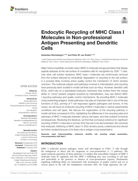 Pdf Endocytic Recycling Of Mhc Class I Molecules In Non Professional Antigen Presenting And