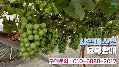 신바람 플랜트 협력농가 판매상품 나무장터com 샤인머스켓 묘목판매합니다 Youtube