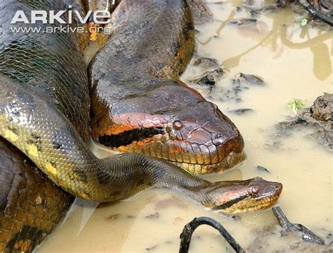 Synapse Science Magazine Kings Of The New World The Green Anaconda