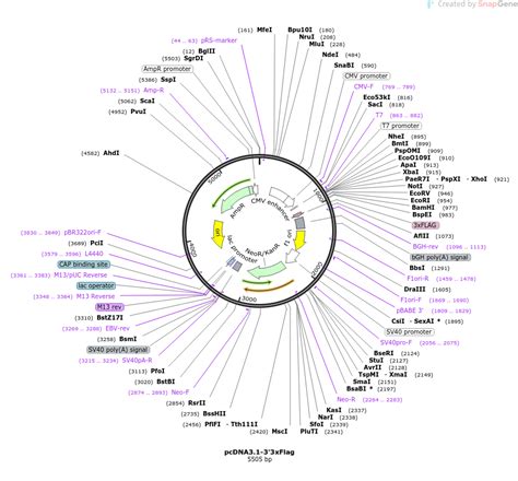 Addgene Pcdna3 1 33xflag