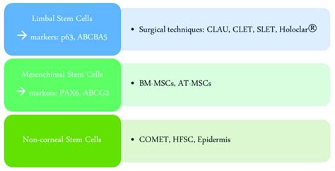 Corneal Stem Cell Transplantation This Scheme Summarizes The Current