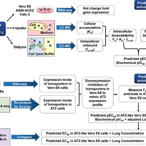 strategy of predicting the anti sars cov 2 activity of antivirals in