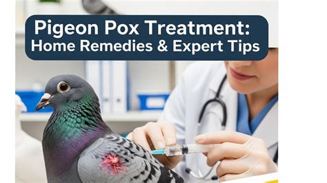 🕊️ Pigeon Pox Treatment Complete Care Guide कबूतर में Pox बीमारी